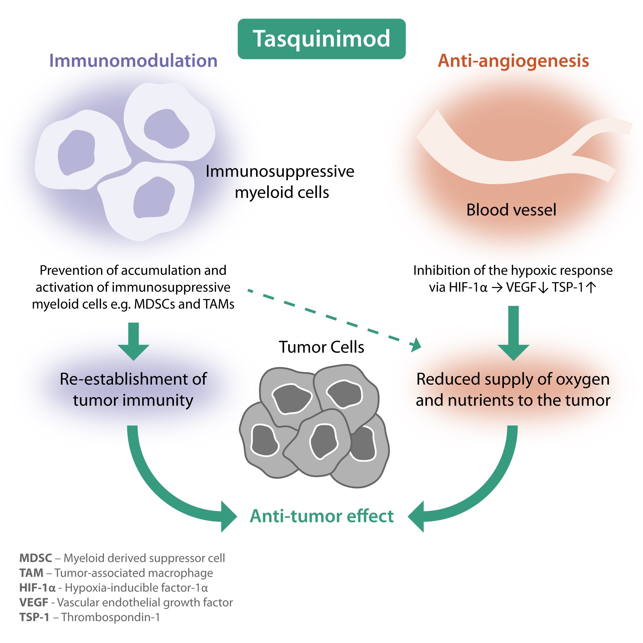 Active Biotech » Tasquinimod