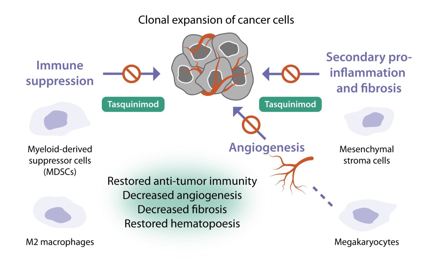 Active Biotech » Tasquinimod