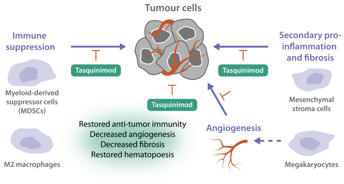 Active Biotech » Tasquinimod